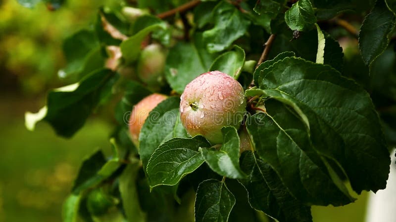 Manzana Verde Grande En Un Manzano Metrajes - Vídeo de color, nadie ...