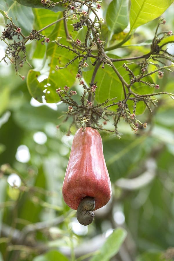 Manzana del anacardo imagen de archivo. Imagen de cubo - 63528223
