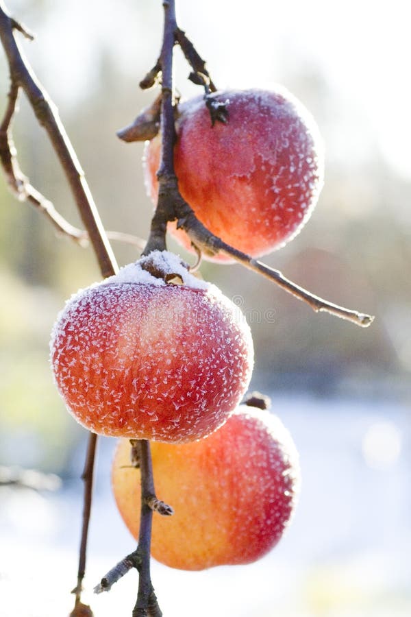 Manzanas Congeladas Del Invierno Foto de archivo - Imagen de fruta ...