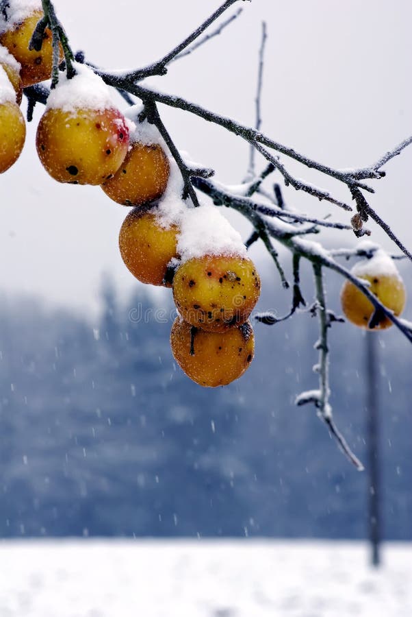 Manzana Congelada Cubierta Con Nieve En Una Rama En El Invernadero ...