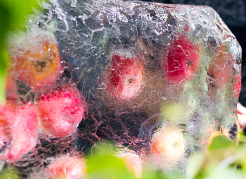 Manzanas Congeladas En Un Bloque De Hielo Imagen de archivo - Imagen de ...