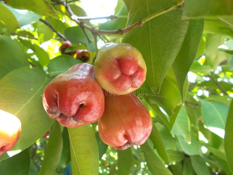 Manzanas O Pomarrosas 3 De Java Imagen de archivo - Imagen de fruta ...