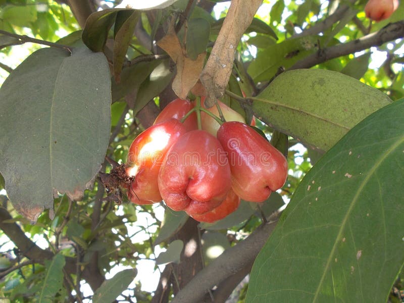 Fruta De Las Manzanas De Rose Roja Java Foto de archivo - Imagen de ...