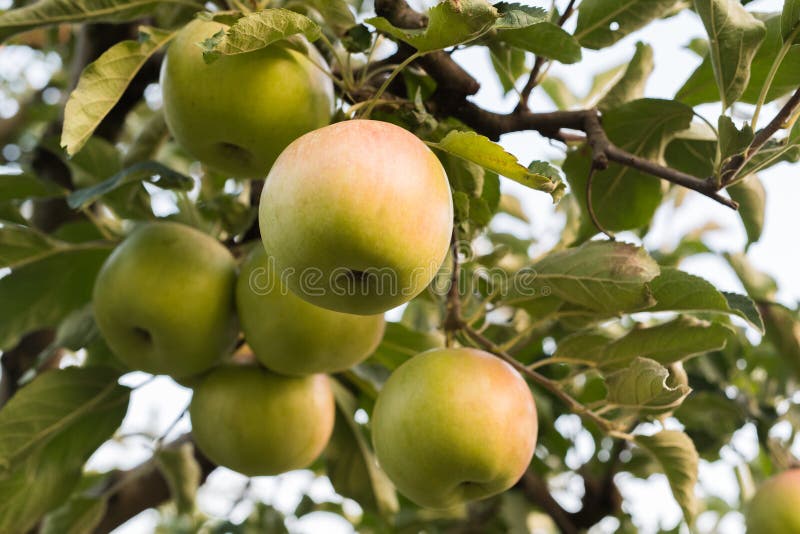 Manzanas Del Verde De Rippe En La Huerta Foto de archivo - Imagen de ...
