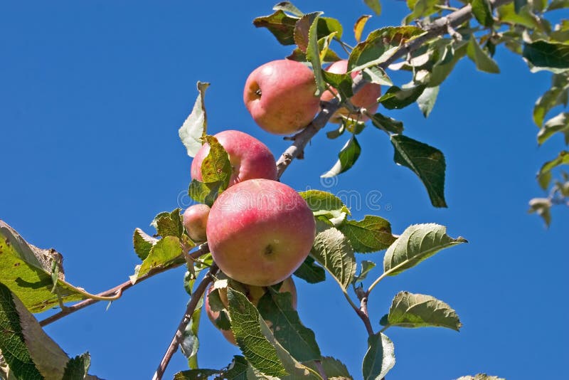Manzanas en un árbol foto de archivo. Imagen de alimento - 33183608
