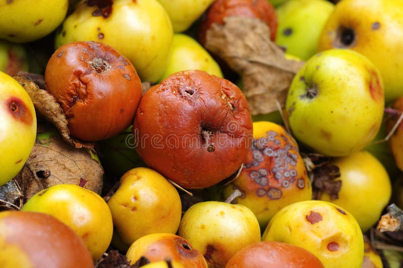 Manzana Congelada Cubierta Con Nieve En Una Rama En El Invernadero ...
