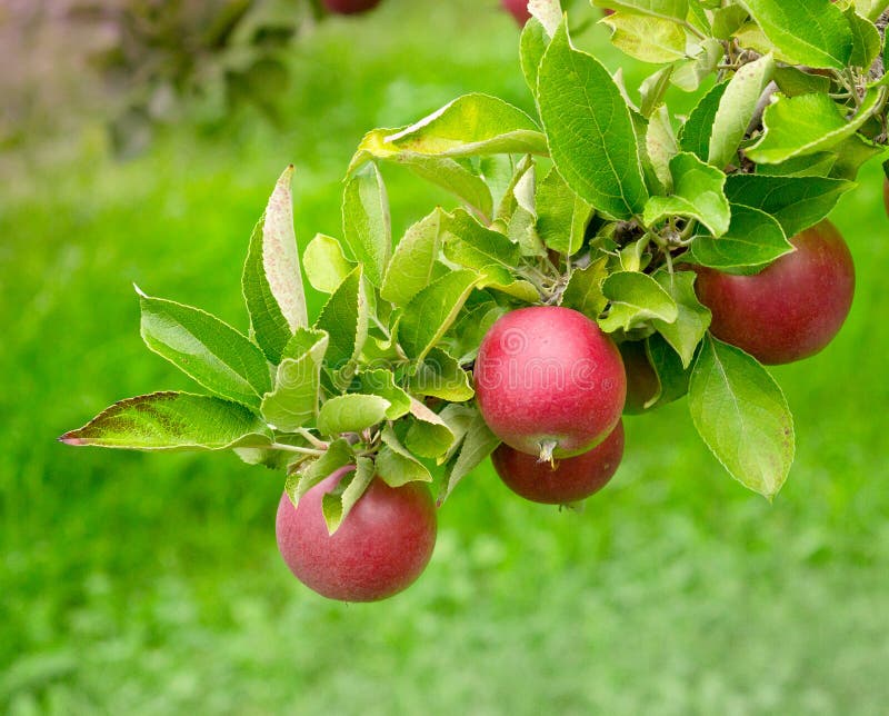 Manzanas rojas foto de archivo. Imagen de agricultura - 33851944
