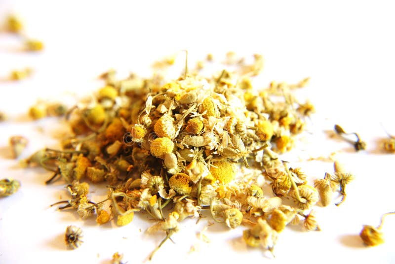 Manzanilla seca foto de archivo. Imagen de primer, hojas - 19157474