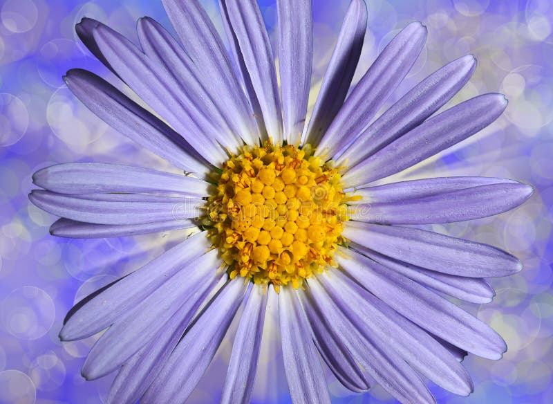 Manzanilla azul marino imagen de archivo. Imagen de estudio - 26827437