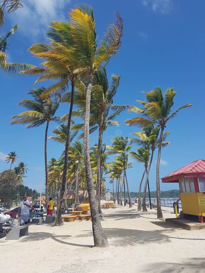 Manzanilla Bay Palm trees editorial photography. Image of sand - 128429312