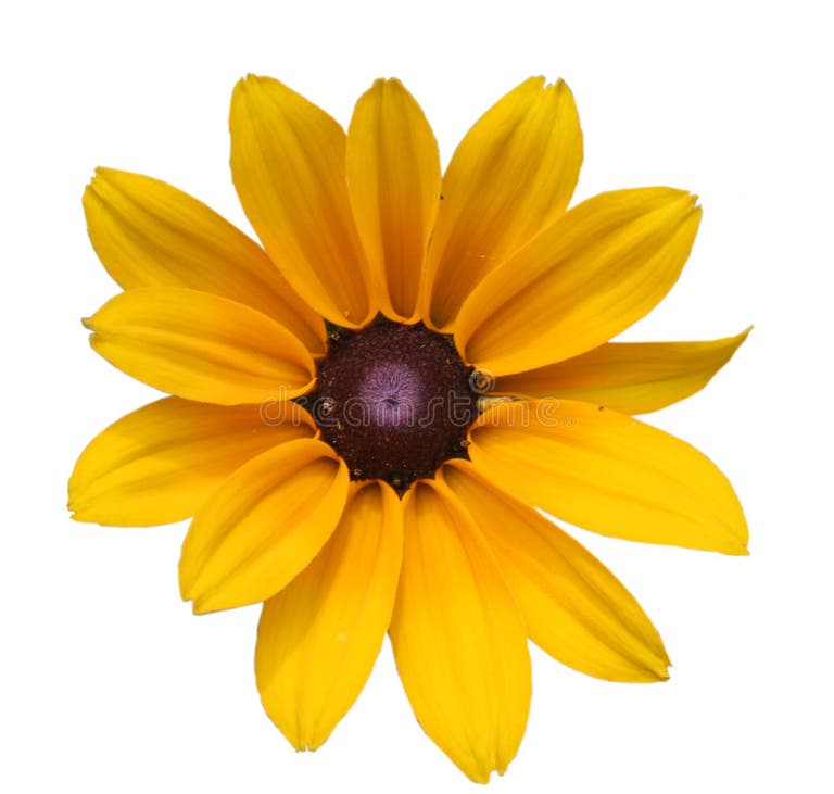 Manzanilla en blanco foto de archivo. Imagen de hermoso - 545566