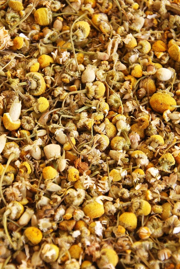 Manzanilla seca foto de archivo. Imagen de primer, hojas - 19157474