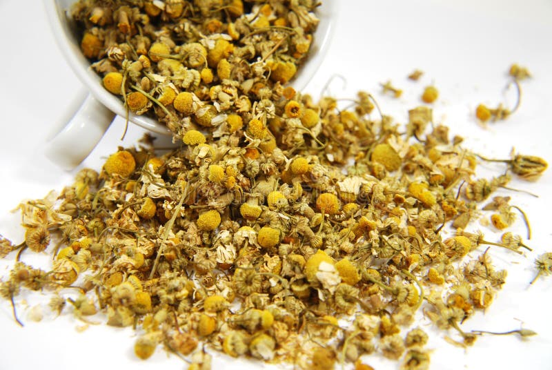 Manzanilla seca foto de archivo. Imagen de primer, hojas - 19157474