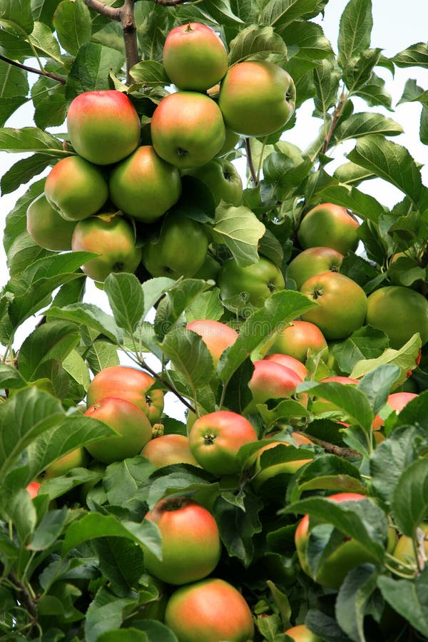 Manzano. imagen de archivo. Imagen de verde, planta, sano - 11148553