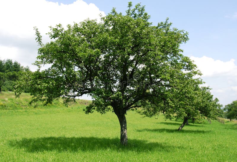 Manzano verde imagen de archivo. Imagen de agricultura - 10069837
