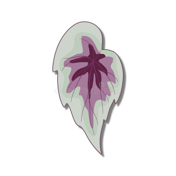 Begonia Plant. Maori Haze Leaf. Vector Illustration Stock Vector - Illustration of cartoon ...