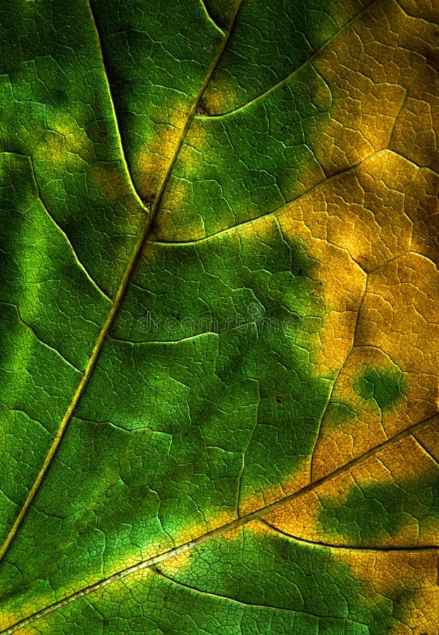 Map of the autumn leaves stock photo. Image of close - 60126240