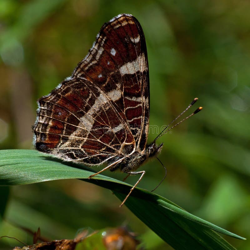 The Map Butterfly, Araschnia Levana Stock Photo - Image of wildlife ...