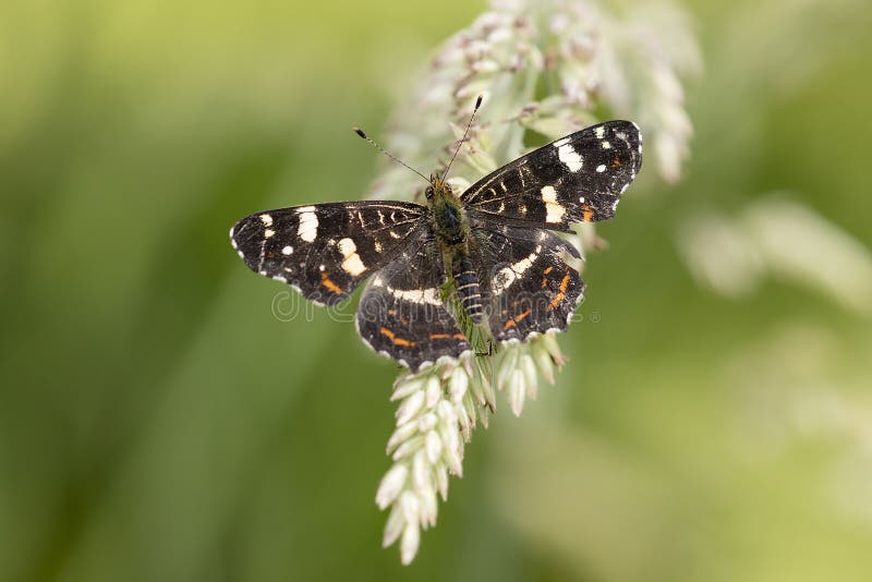 Map Butterfly on Grass in the Dunes Stock Photo - Image of araschnia ...