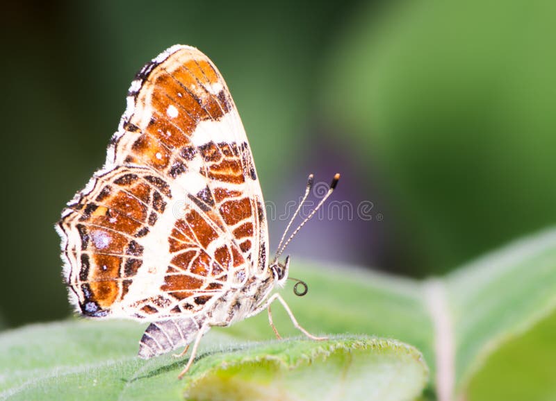 Map Butterfly stock image. Image of nature, macro, landkaertchenfalter ...