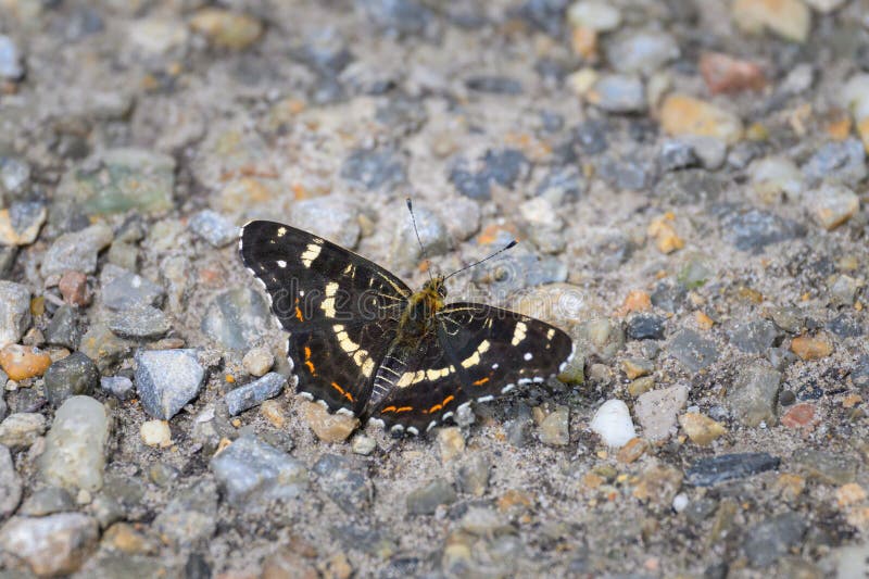 A Map Butterfly Resting on the Ground Stock Photo - Image of araschnia ...