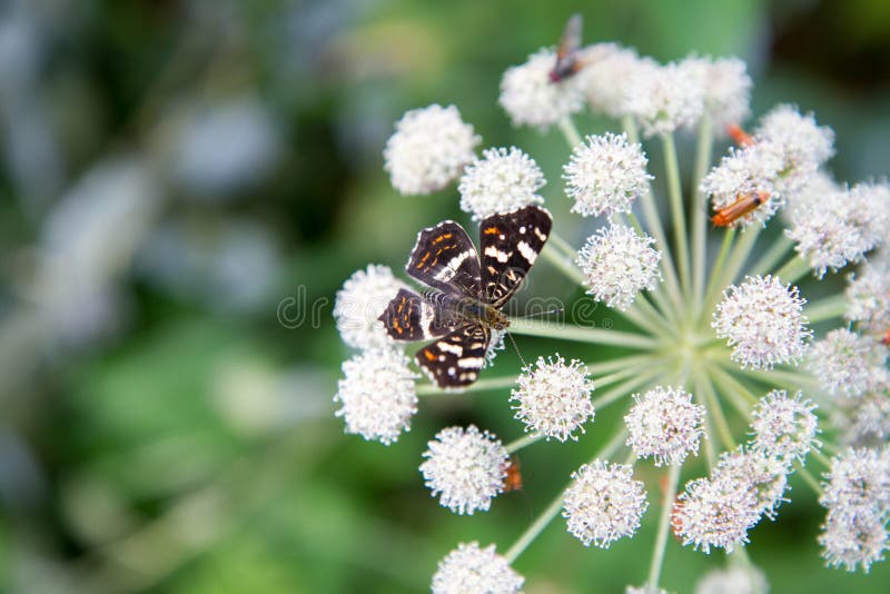 The Map butterfly stock image. Image of close, butterfly - 121097853