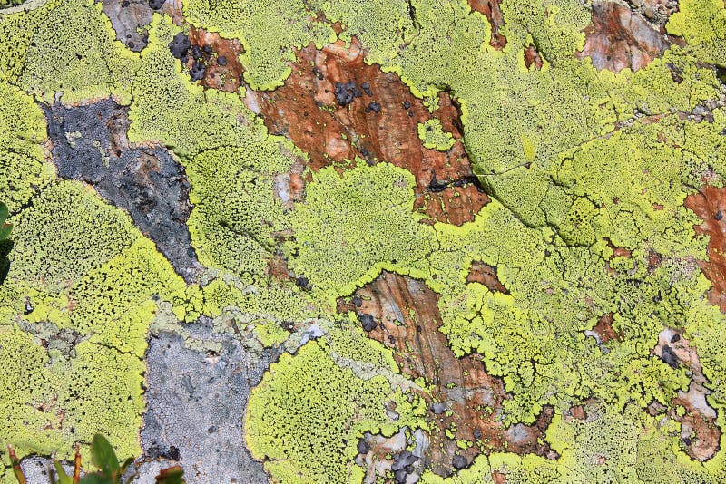 Map lichen stock image. Image of rhizocarpon, algae, texture - 94905217