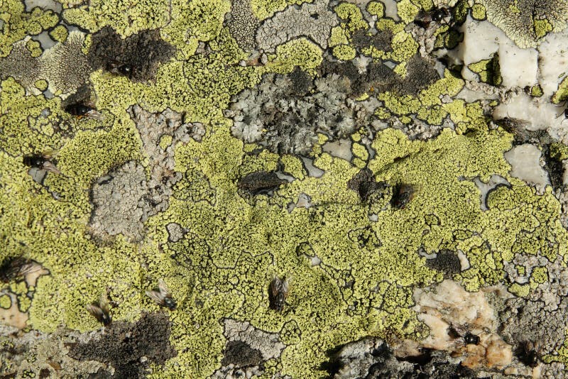 Map lichen stock image. Image of stone, color, mycetes - 94905751