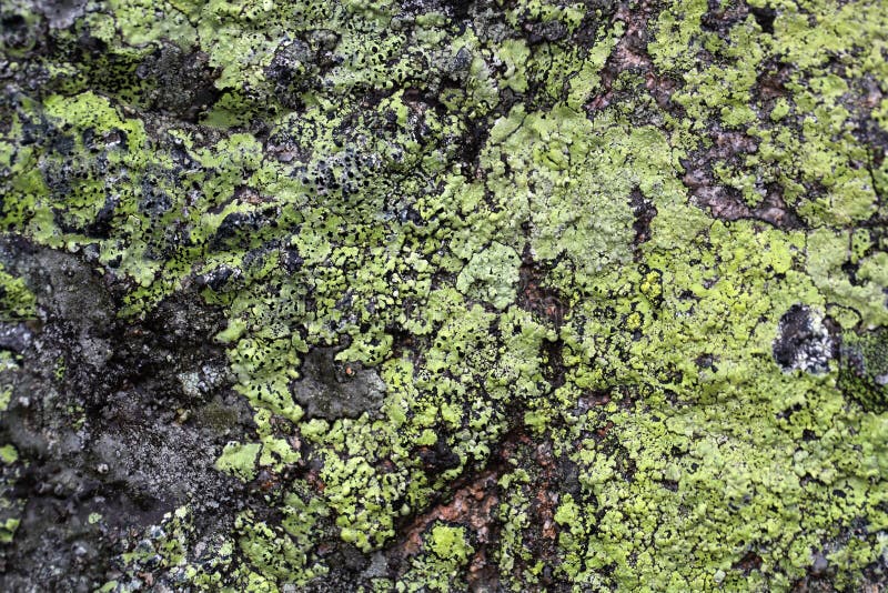 Rust, Lichen and Flaky Paint Stock Photo - Image of growing, flaky ...