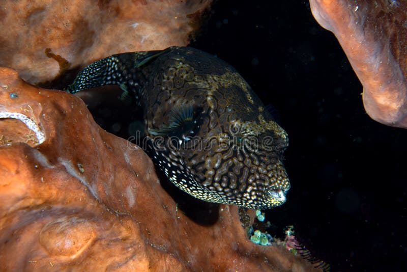 Map Puffer, Arothron mappa stock photo. Image of aquarium - 264941196