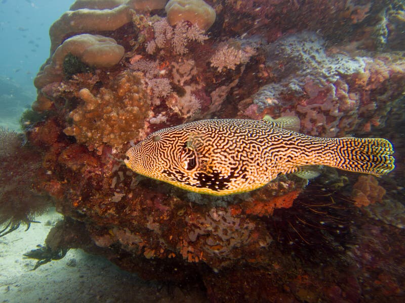 Map Puffer, Arothron Mappa, or Scribbled Toadfish, at a Coral Reef ...