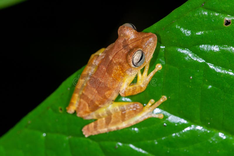 Peru National Park Map Stock Photos - Free & Royalty-Free Stock Photos ...