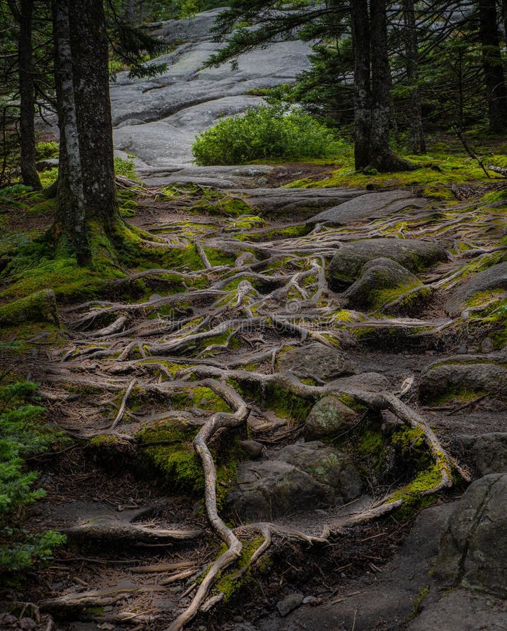 Map of a tree root stock image. Image of leaf, autumn - 286532955
