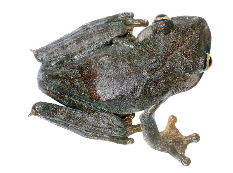 Map treefrog stock image. Image of brown, forest, wildlife - 16984569