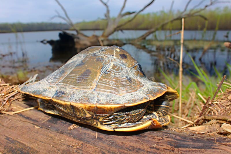 Map Turtle Illinois Wetland Stock Image - Image of curved, prairie ...