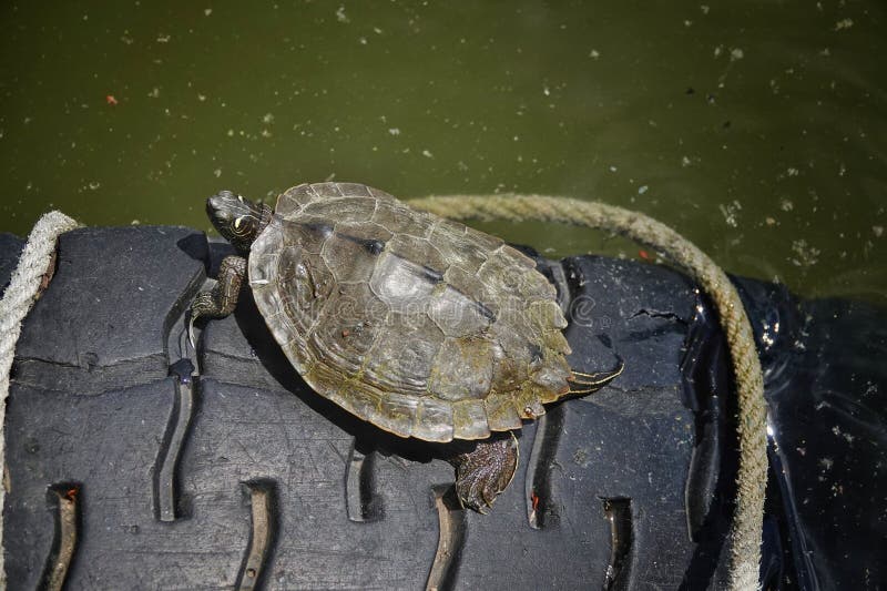 Map Turtle on a Tire in IOR Park Stock Photo - Image of tire, texture ...