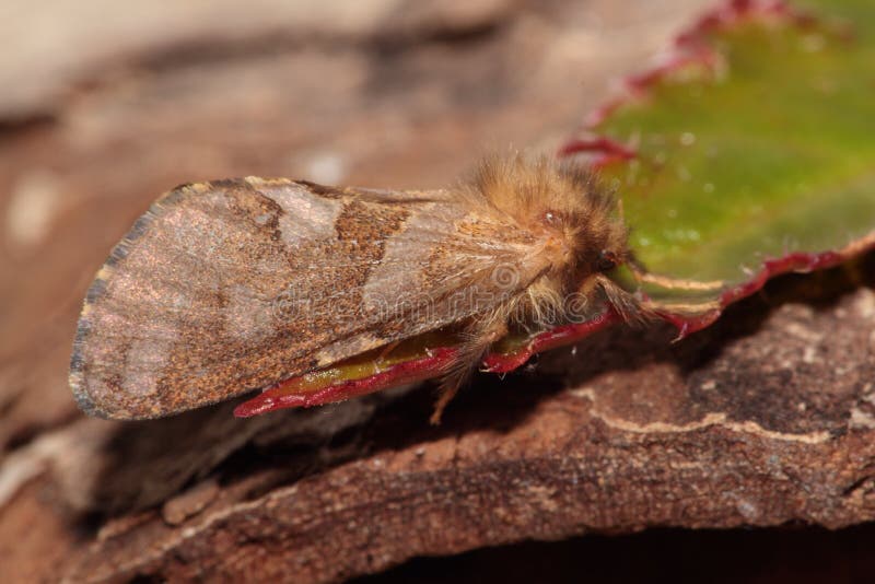 Map Winged Swift Moth Stock Photos - Free & Royalty-Free Stock Photos ...