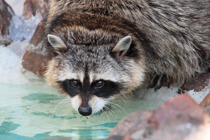 Un Mapache Del Bebé Que Nada Hacia La Cámara Foto de archivo - Imagen ...