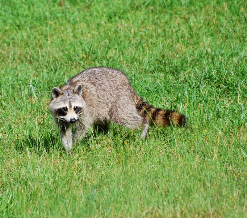Mapache imagen de archivo. Imagen de piel, animal, cola - 14456357