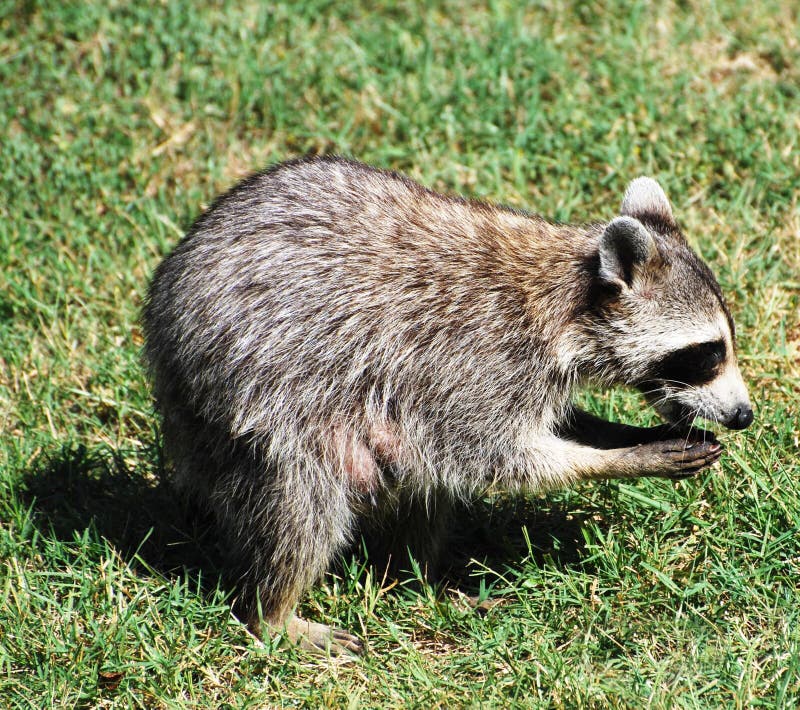 Mapache foto de archivo. Imagen de estacional, fauna - 14893936