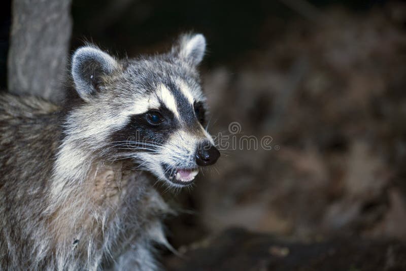 Mapache foto de archivo. Imagen de caliente, americano - 15479634