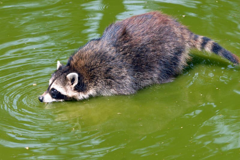 Un mapache mojado imagen de archivo. Imagen de fauna - 13256865