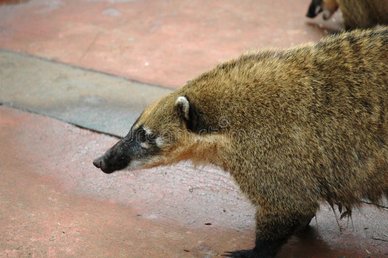 Mapache Royalty Free Stock Photo - Image: 23103685