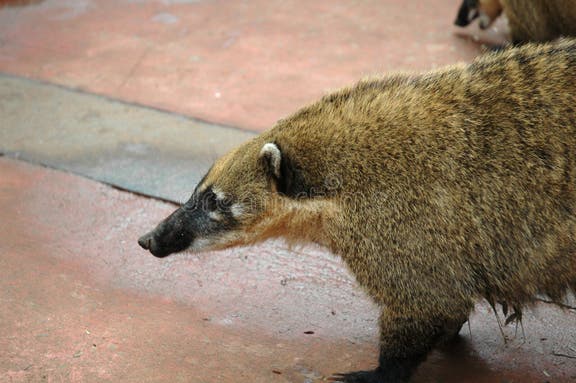 Mapache Cangrejero Stock Photos - Free & Royalty-Free Stock Photos from ...