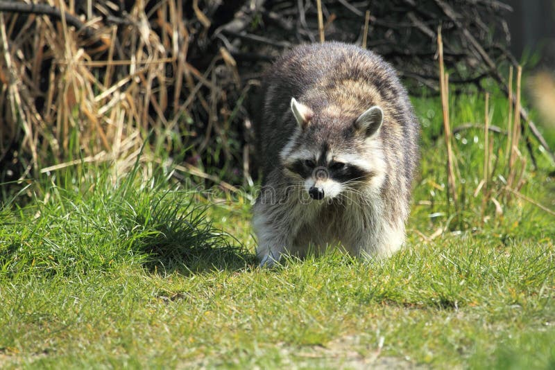 Mapache imagen de archivo. Imagen de mapache, procyon - 24342795