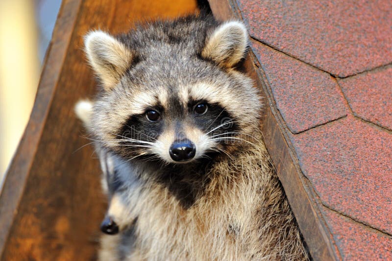 Boca del mapache foto de archivo. Imagen de cierre, bozal - 5325380