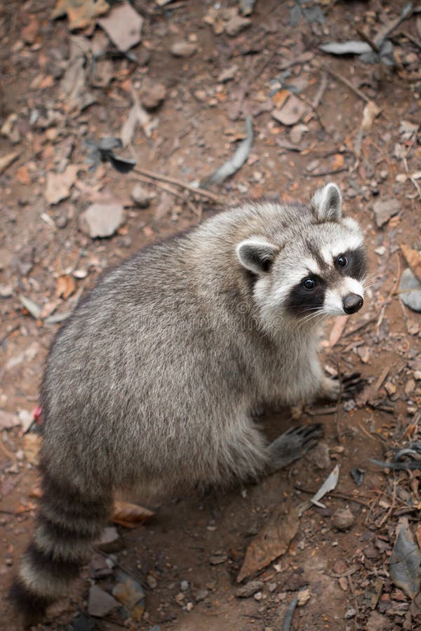 Mapache Enmascarado Del Bandido Foto de archivo - Imagen de omaha ...