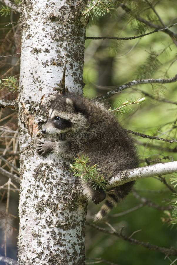 Mapache asustado imagen de archivo. Imagen de mascota - 1252681