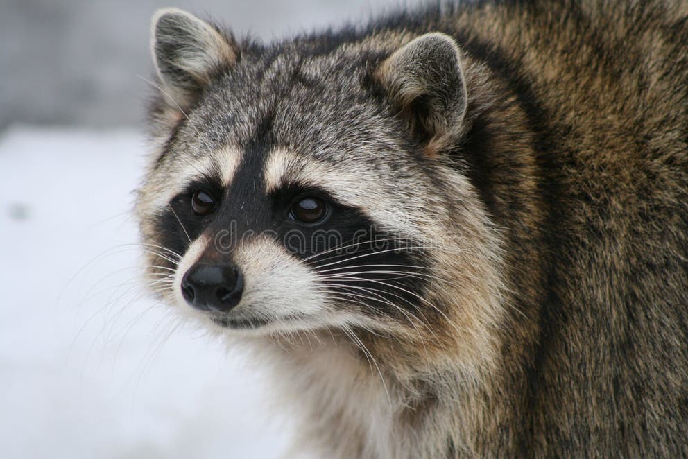 Mapache imagen de archivo. Imagen de ojos, rayado, invierno - 8535247