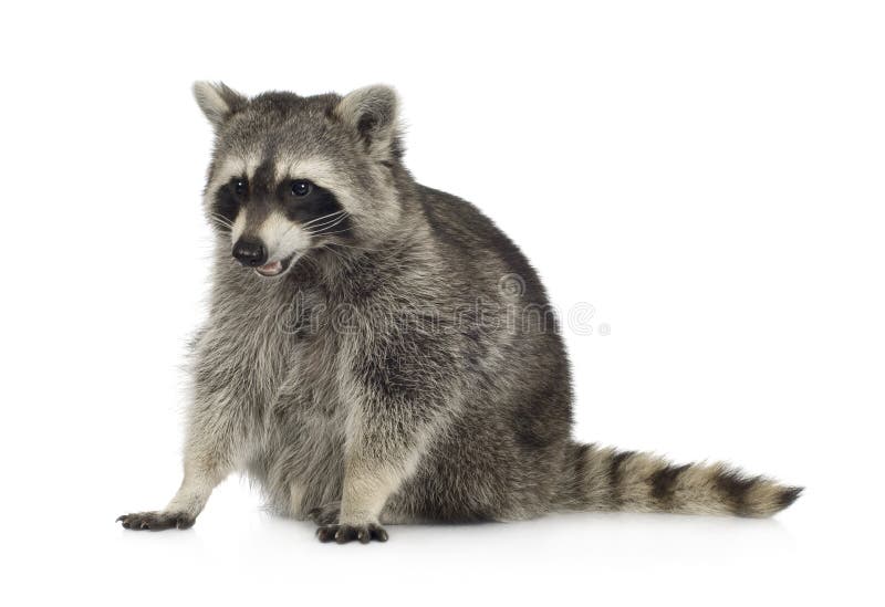 Mapache (9 Meses) - Lotor Del Procyon Imagen de archivo - Imagen de ...